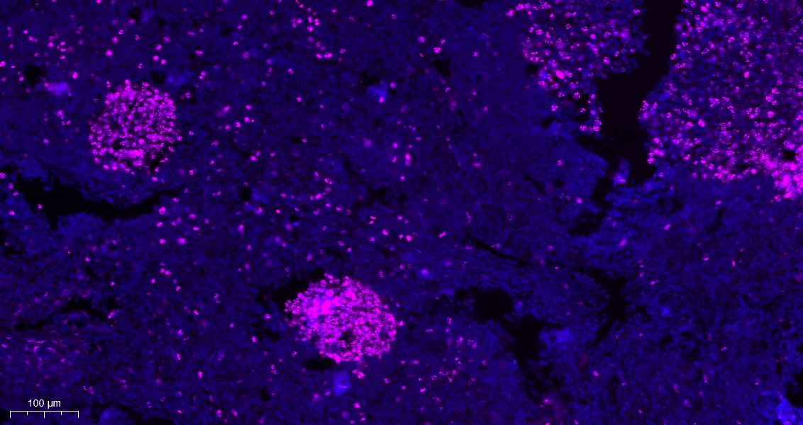 Donkey Anti Mouse IgG (AbFluor 488) - PRODUCTS - Immunoway